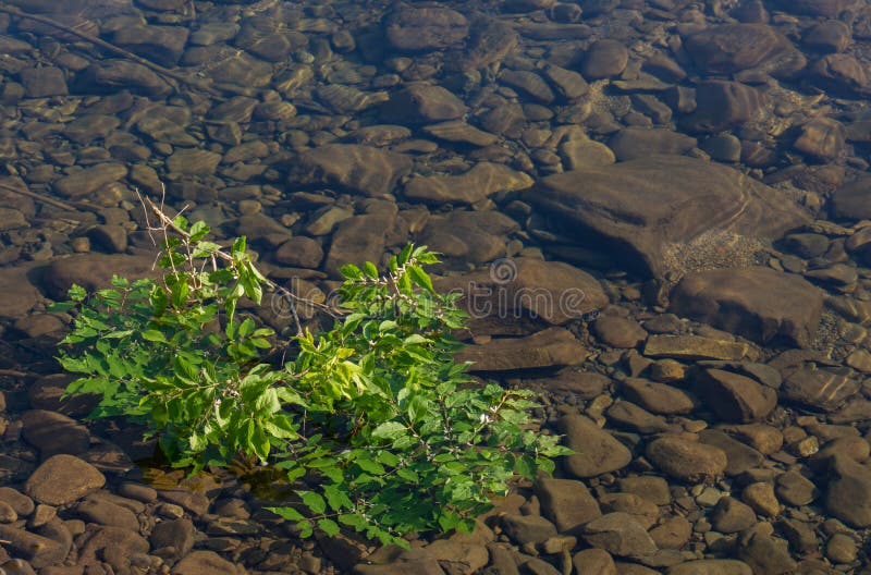 Green Branch Floating in the Water. Clear Water Stock Image - Image of ...