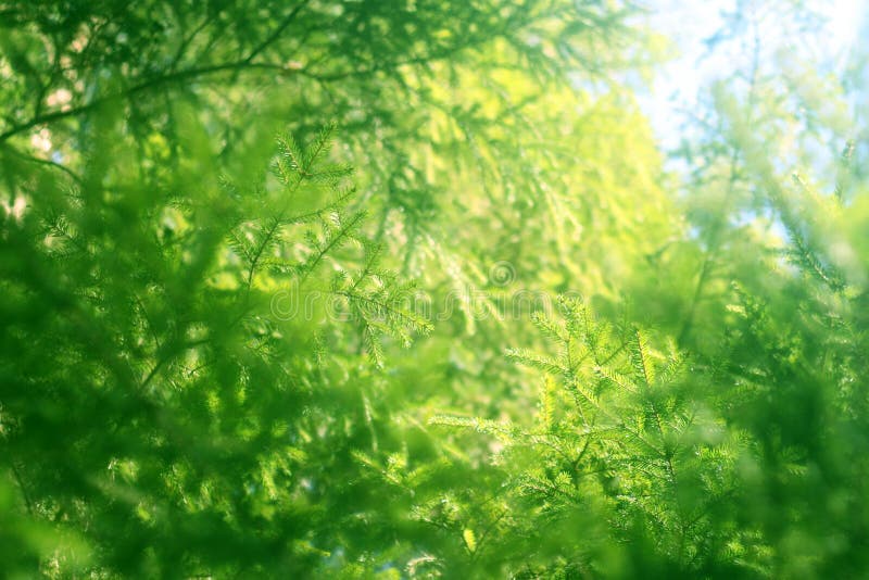 Green branch, forest stock photo. Image of nature, tree - 15101656