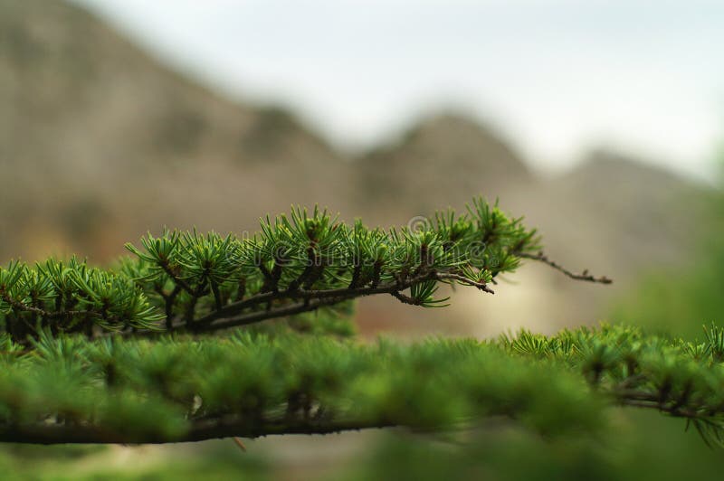 Green branch of a fur-tree stock image. Image of nature - 13139075