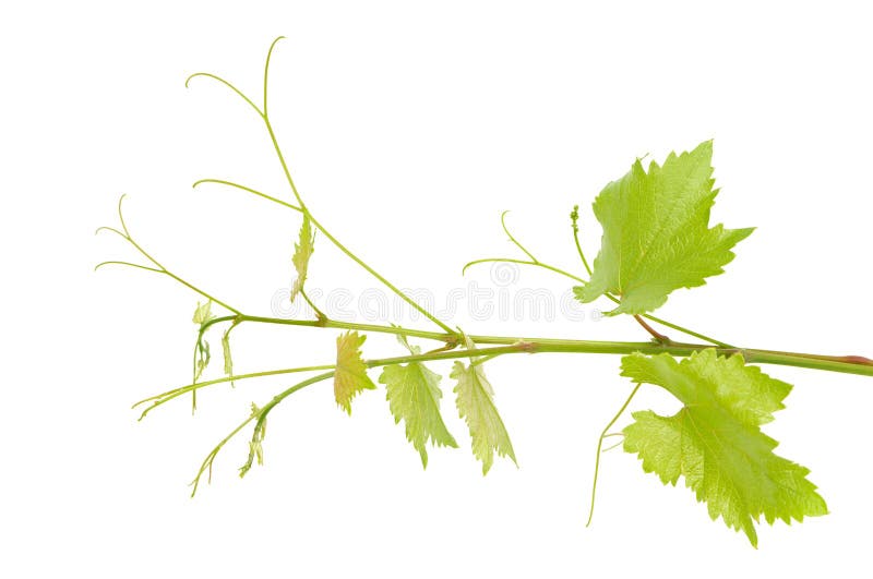 Green Branch of Grape Vine Isolated White Background. Sprig with Leaves ...