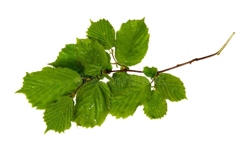 Green Branch of Hazel Isolated on White Background. Spring Tender ...