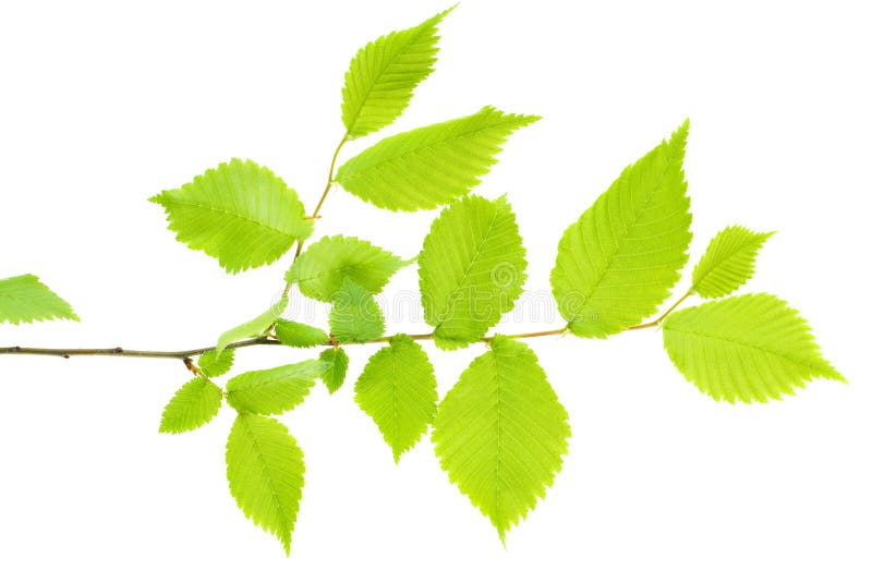 Green Branch of Hazelnut Tree Isolated on White Stock Image - Image of ...