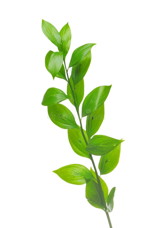 Green branch isolated stock image. Image of decorative - 17021601