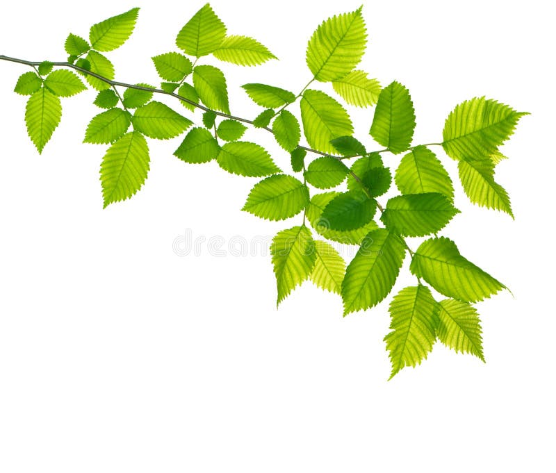 Green branch isolated stock photo. Image of nature, growth - 19716812