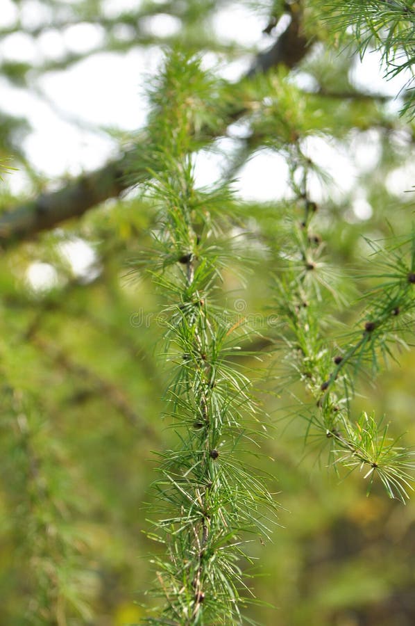 Green branch of larch stock image. Image of closeup - 176955007