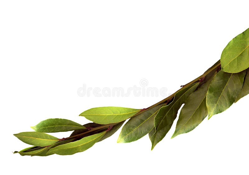 Green Laurel Branch on Black Background Stock Photo - Image of green ...