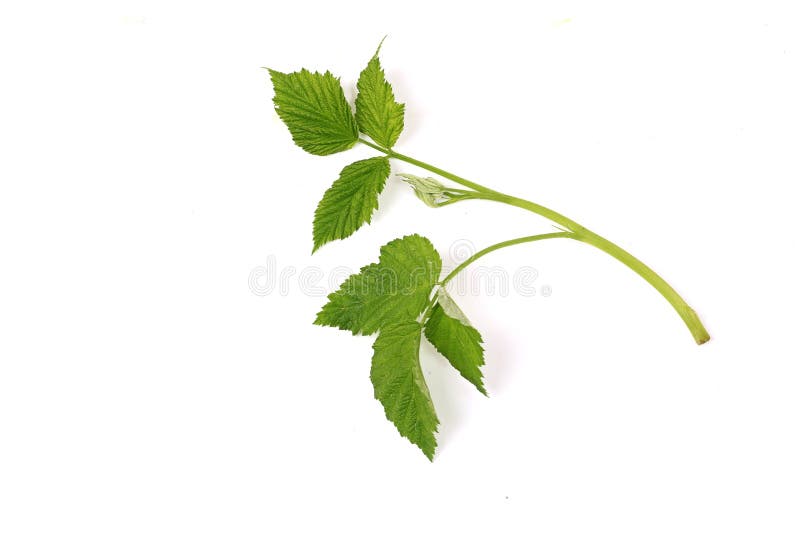 Green Branch with Leaves Isolated on White Background. Raspberry Branch ...