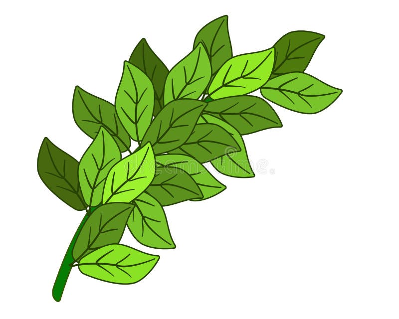 Green Branch with Leaves - Vector Image. Thick Green Fluffy Branch with ...