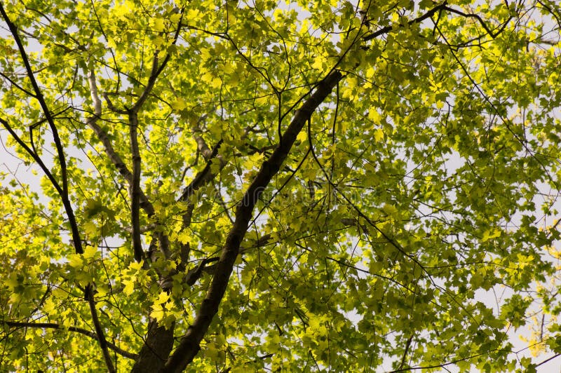 Green Branch of the Maple Tree Touched with Sun Light Stock Photo ...