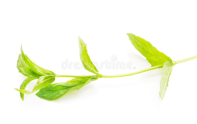 Green branch of mint stock photo. Image of peppermint - 155753102