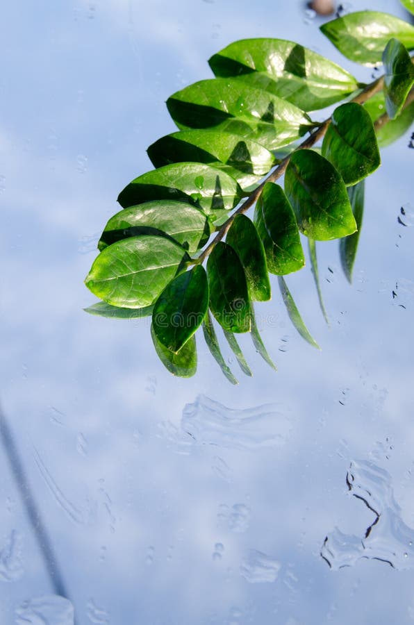 White Transparent Leaf Mirror Surface Reflection Green Background Stock ...