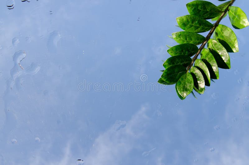 White Transparent Leaf Mirror Surface Reflection Green Background Stock ...