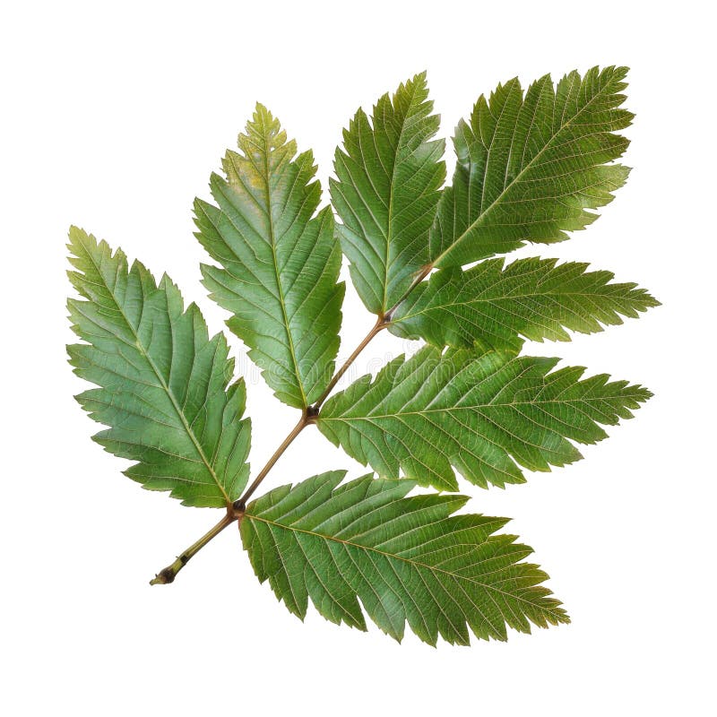 Green Branch with Multiple Compound Leaves Stock Photo - Illustration ...