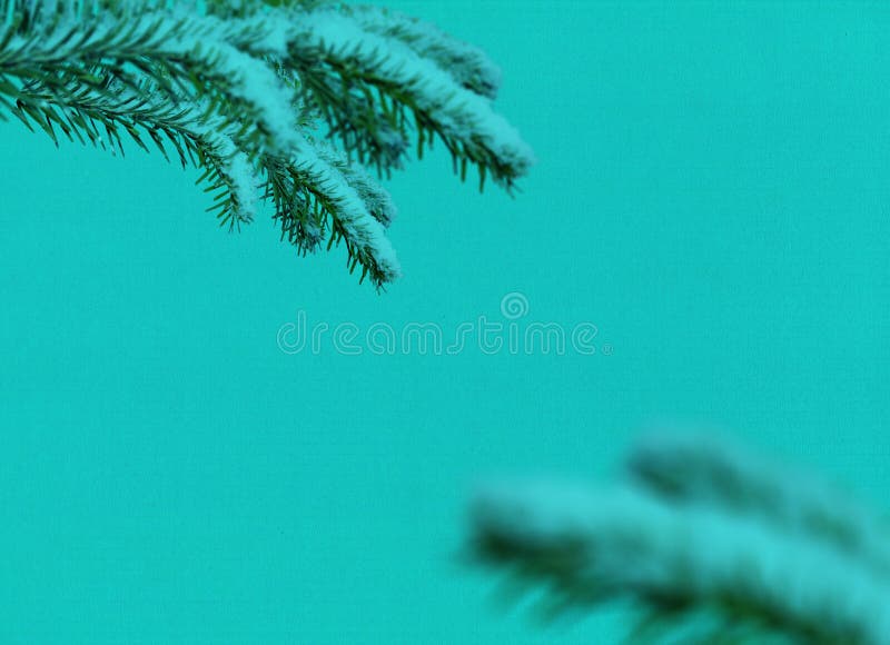 Green Branch of the Pine Tree with Snow on Turquoise Background Stock ...