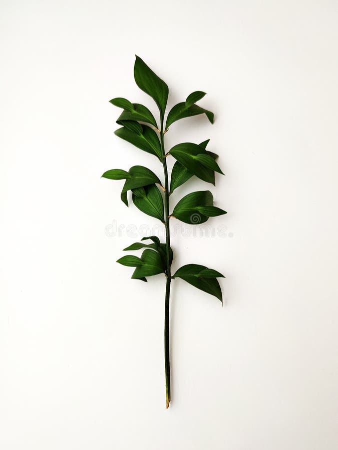 Green Branch of Ruscus Isolated on White Background Stock Photo - Image ...