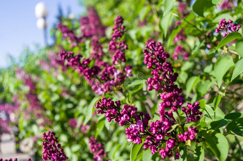 Green Branch with Spring Blossoming Ilac Flowers Stock Image - Image of ...