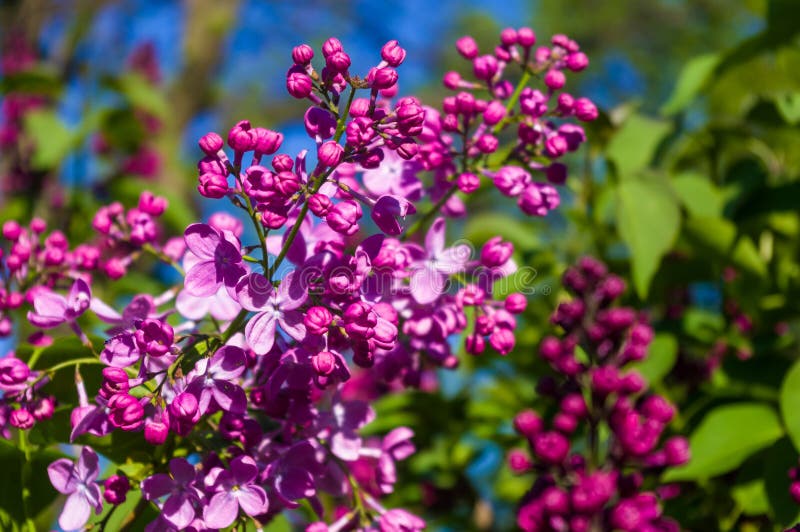 Green Branch with Spring Blossoming Ilac Flowers Stock Photo - Image of ...