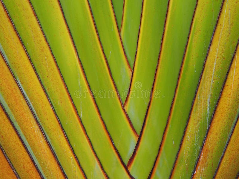 Green Branch Texture Banana Tree Background Stock Image - Image of ...