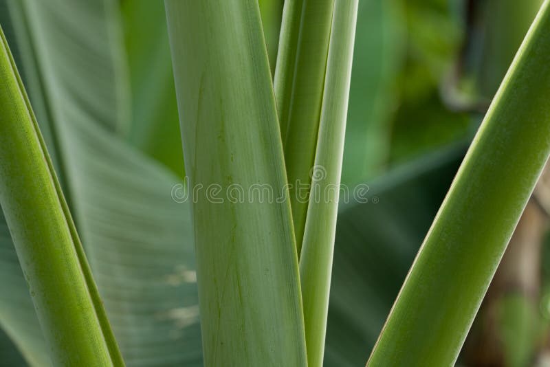 Green Branch Texture Banana Tree. Stock Photo - Image of organic ...