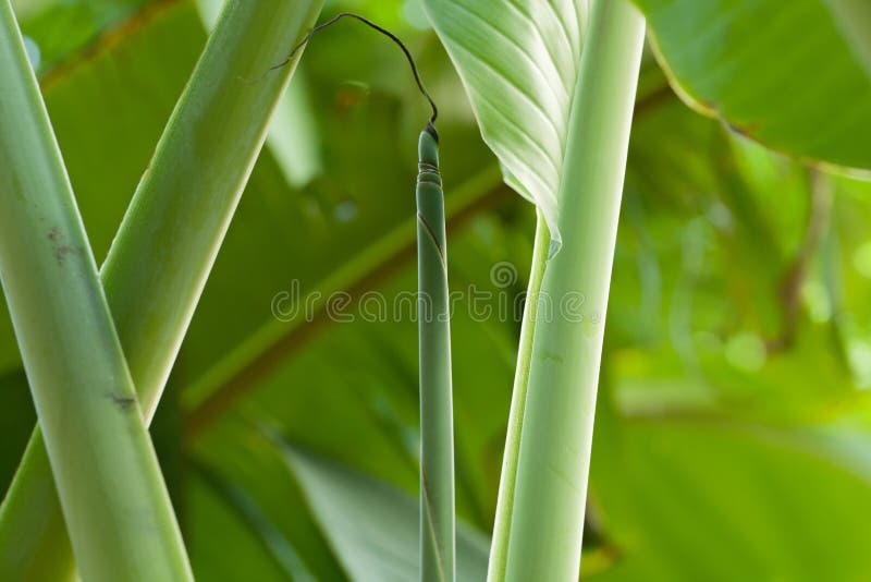Green Branch Texture Banana Tree, Green Background, Stock Photo - Image ...