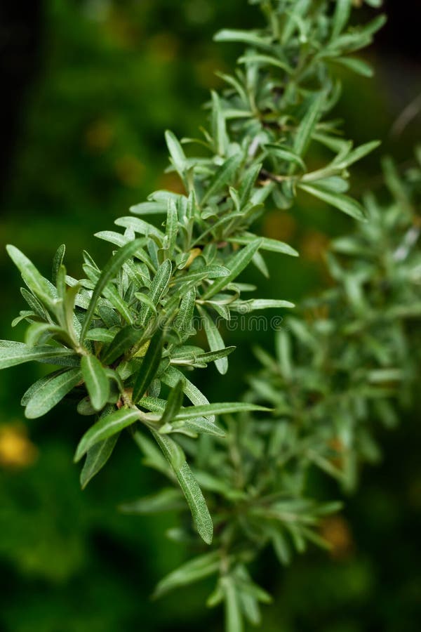 Green Branch with Thin Long Leaves Stock Image - Image of leaves, clear ...