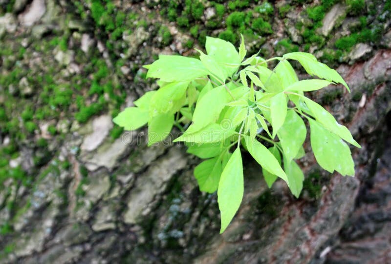 Green Branch on a Tree Trunk Stock Photo - Image of revival, renascence ...