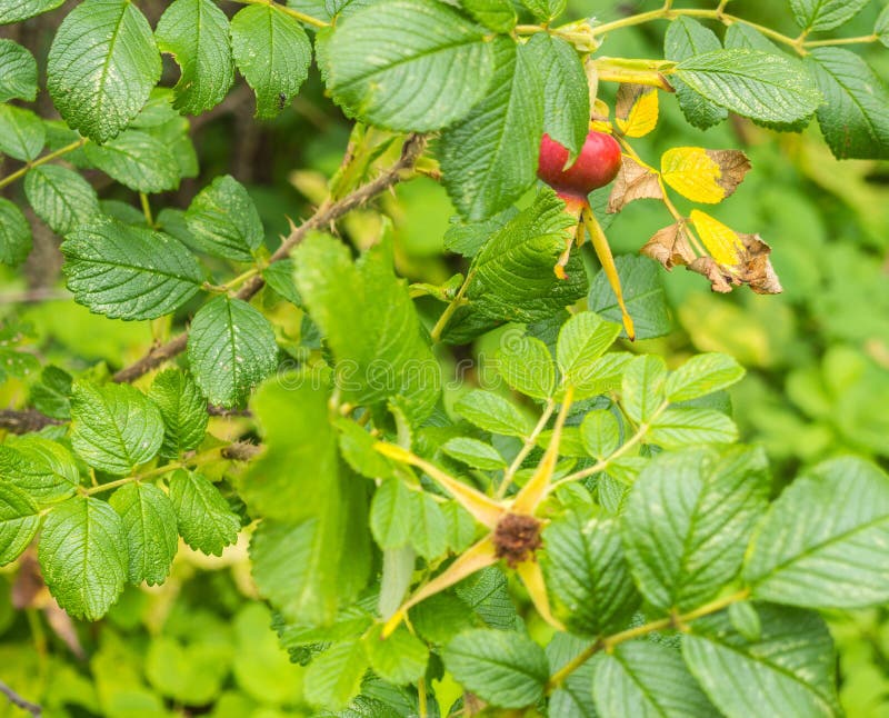 Green Branch with Wild Rose Stock Image - Image of floral, gardening ...