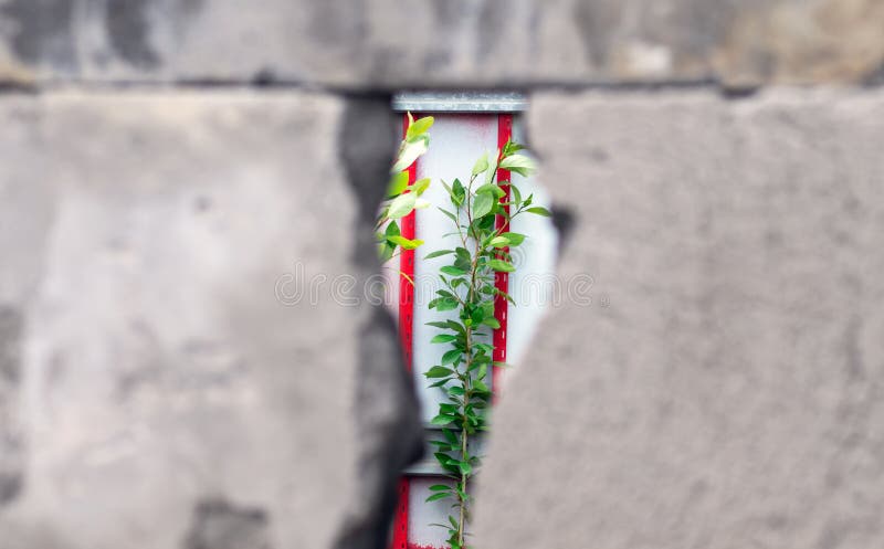 A Green Branch of a Young Tree Peeps through a Crack in the Gray ...