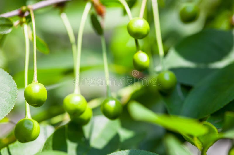 Green Branches of the Cherry Tree with Unripe Berries Stock Image ...