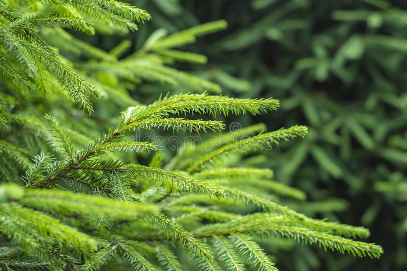 Green branches of conifer. stock image. Image of spring - 194890243