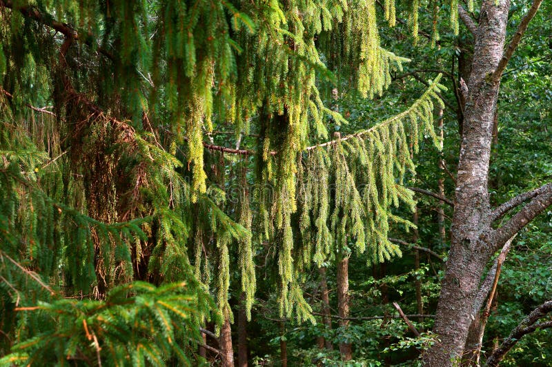 Hanging Branches of Spruce Tree, Green Branches of Conifer Stock Photo ...
