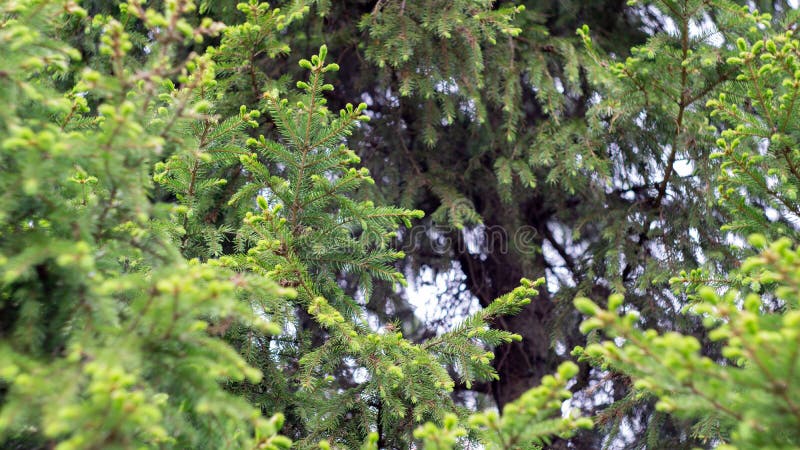 Green Branches of Coniferous Tree Stock Image - Image of macro, needle ...