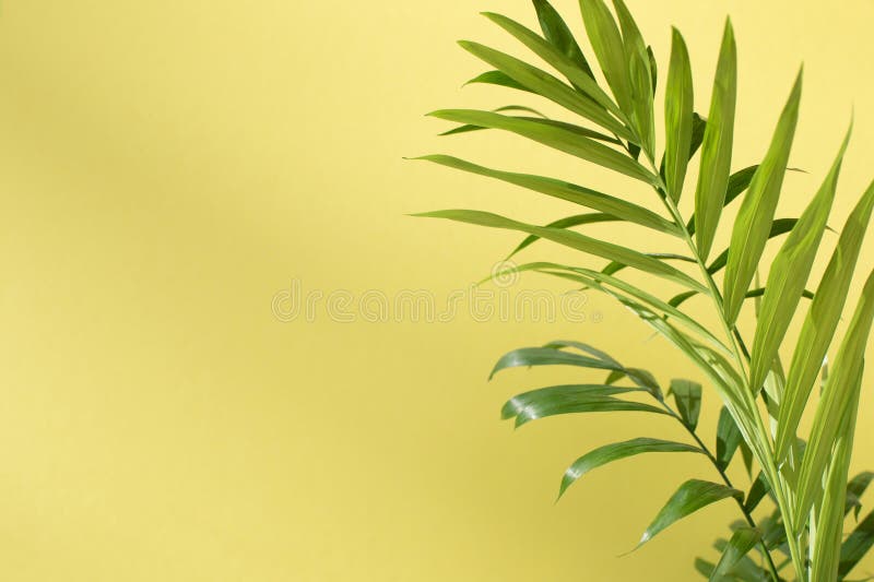 Green Branches of a Decorative Palm Tree with a Shadow on a Yellow ...