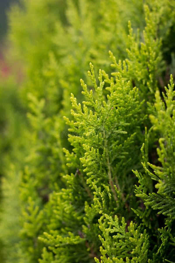 Green Branches of a Decorative Tree Stock Image - Image of saturated ...