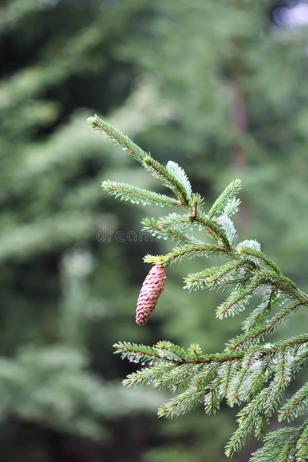 Green Branches of a Fir Tree Close-up. Evergreen Coniferous Tree in a ...
