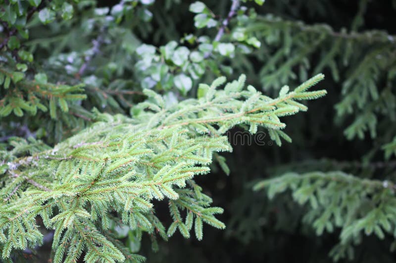 Green Branches of a Fir Tree Close-up. Evergreen Coniferous Tree in a ...