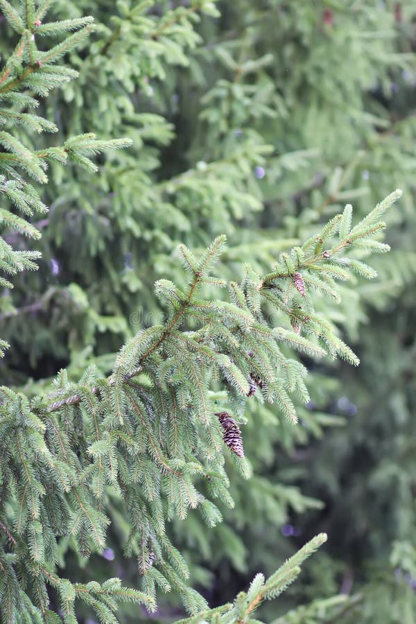 Green Branches of a Fir Tree Close-up. Evergreen Coniferous Tree in a ...