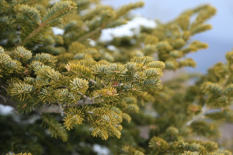 Green Branches of Fir Tree Closeup Stock Photo - Image of forest, tree ...