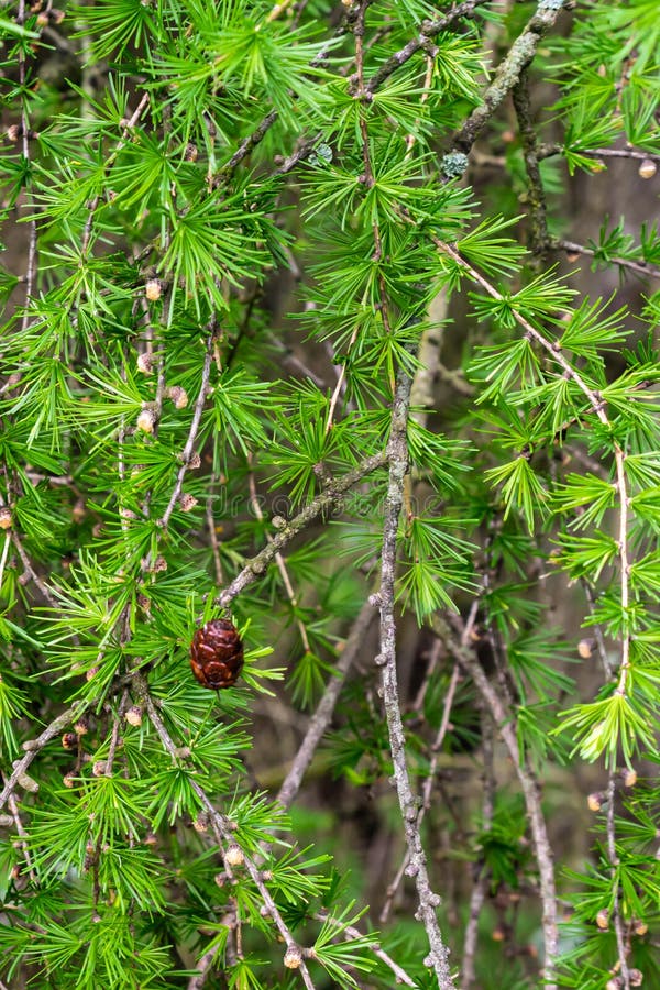 Green Branches of Larch with a Visible Texture Stock Photo - Image of ...
