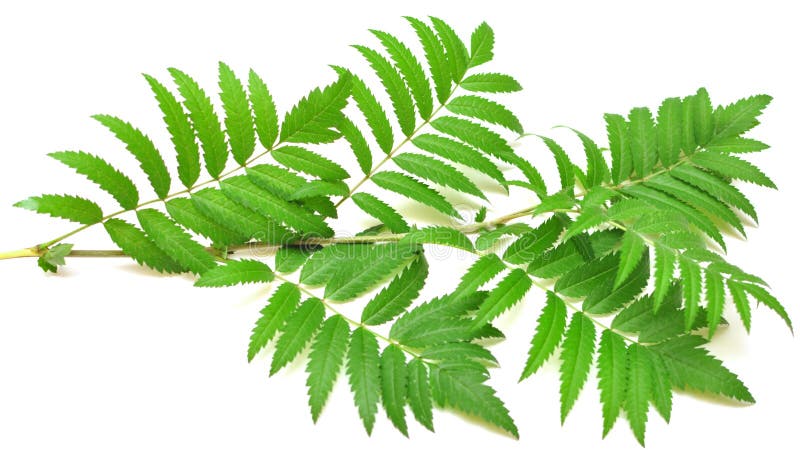 Green Branches Of Mountain Ash Stock Image - Image of green, bright ...