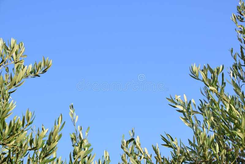 Green Branches from the Olive Tree Form a Half Frame Around Blue Sky ...
