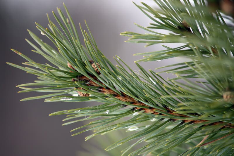 Beautiful Pine Tree Branches Stock Image - Image of summer, pine: 91130101