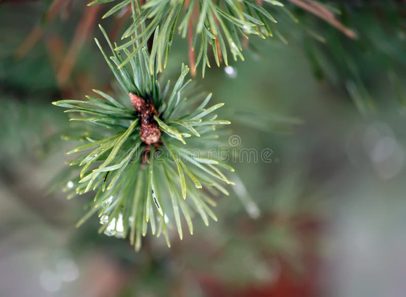 Beautiful Pine Tree Branches Stock Photo - Image of mountain, forest ...