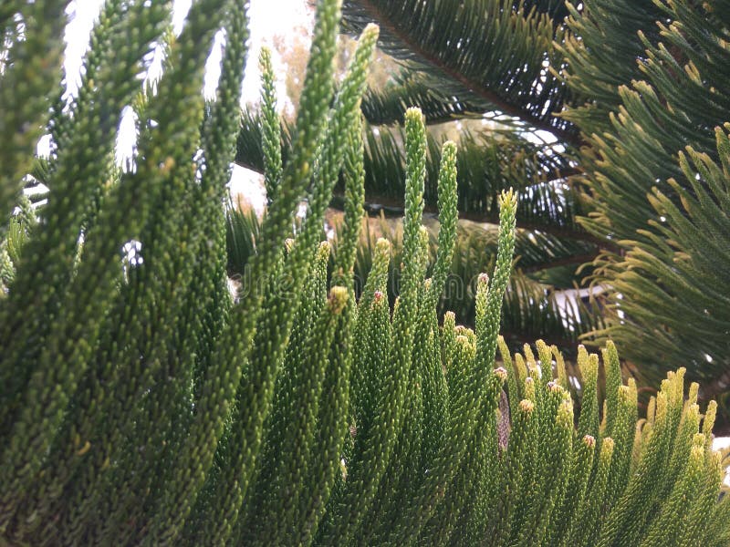 Green Branches of a Pine Tree Stock Photo - Image of backgrouns, winter ...