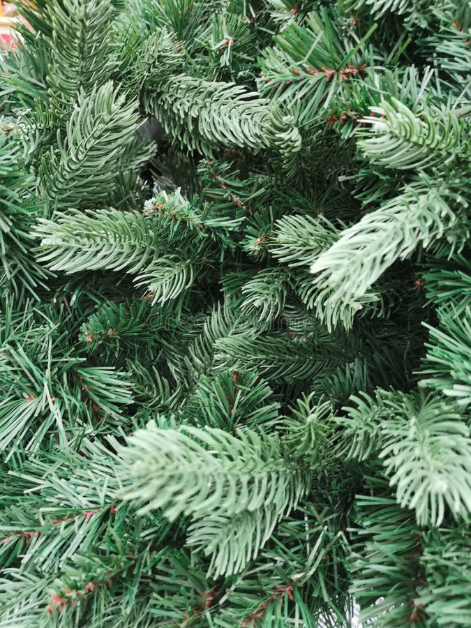 Green Branches of Spruce. the Symbol of the New Year Stock Image ...