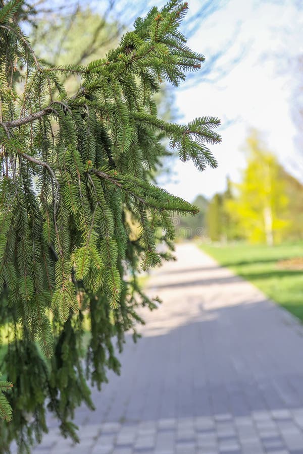 Green Spruce Tree in Spring Park Stock Photo - Image of tree, branches ...