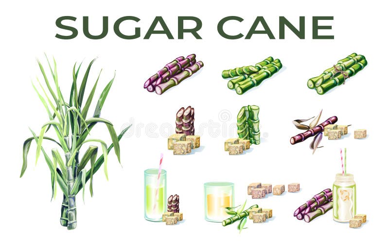 Green Branches of Sugar Cane on a White Background Stock Vector ...