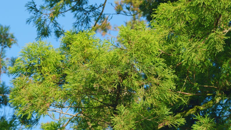 Green Branches of Thuja Tree. Thuja Occidentalis is an Evergreen ...