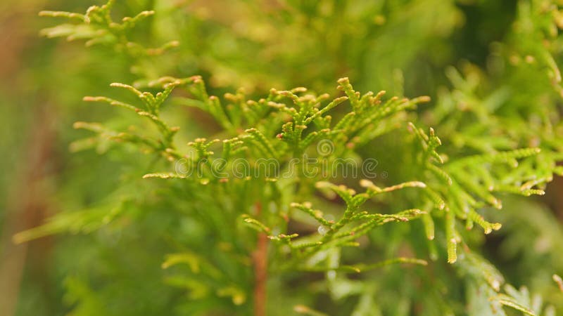 Green Branches of Thuja Tree. Thuja Occidentalis is an Evergreen ...
