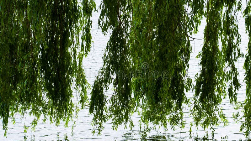 Green Branches of Weeping Willow Over Water Stock Photo - Image of lake ...